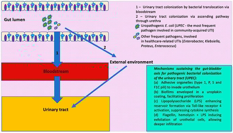 Intestinal Microbiota & UTI